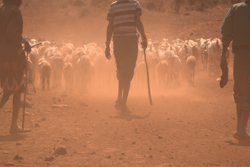 Quantifying the drought migration nexus: Pastoral urban migration and ...